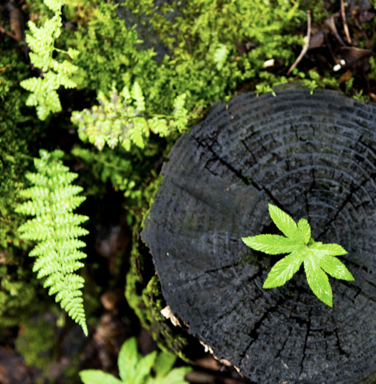 AEDP® Immersion September 2025 – AEDP Institute